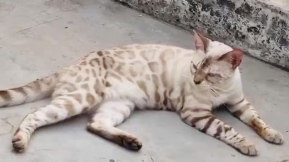 कोई ऐसी वैसी नहीं...गुम हुई डेढ़ लाख रुपए की बिल्ली, मालिक ने SSP से की ...