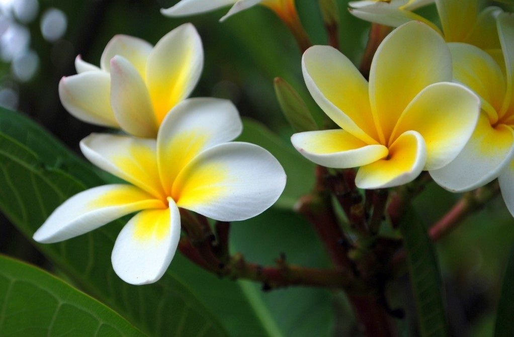 शिवलिंग पर क्यों वर्जित केतकी के फूल, भोलनाथ क्यों हो जाते हैं क्रोधित ...