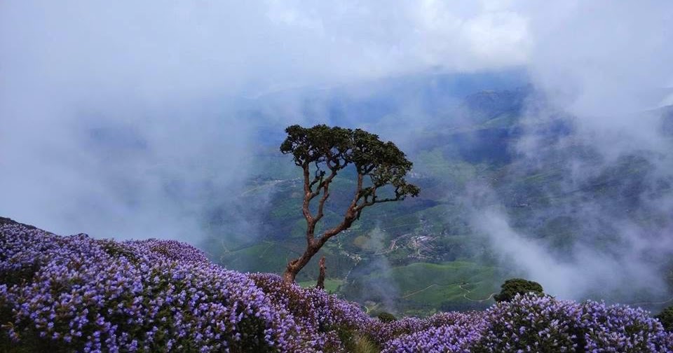 Beautiful! केरल के इस हिल स्टेशन में 12 साल बाद खिलते हैं ये खास फूल ...