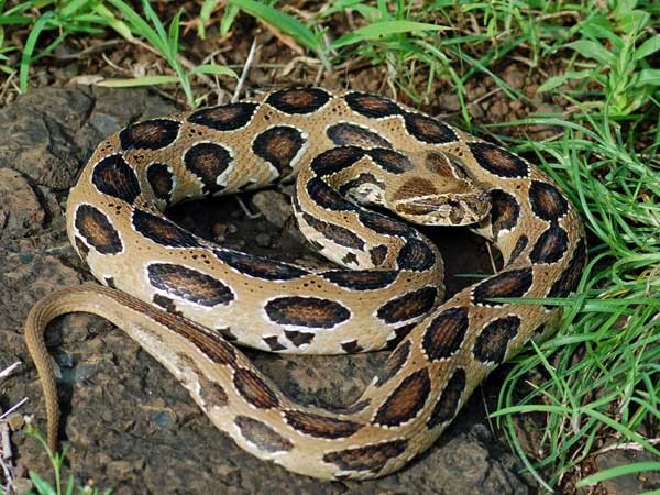 दुर्लभ रसेल वाइपर सांप ने एक साथ दिया 36 बच्चों को जन्म - maharashtra ...