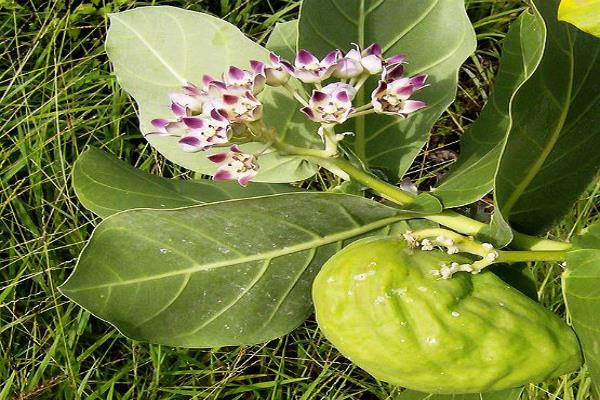 चमत्कारी लाभ: घर के आसपास भी होगा ये पौधा, तांत्रिक बाधाएं कभी नहीं ...