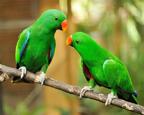 राहु-केतु-शनि एवं मंगल की वक्रदृष्टि से मुक्ति दिलवाता है तोता - parrot ...