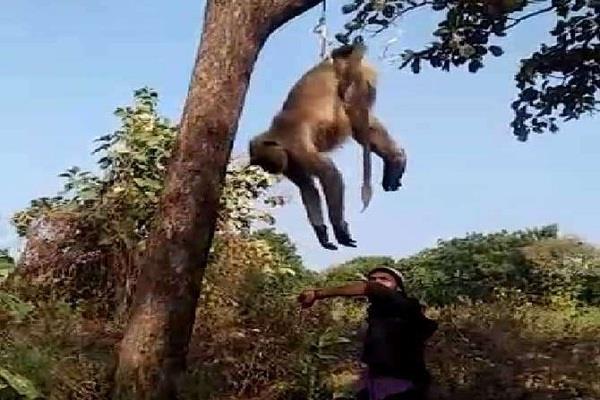 Viral हो रहा बंदर की पिटाई का Video, मारने के बाद किया ये हाल - beating ...