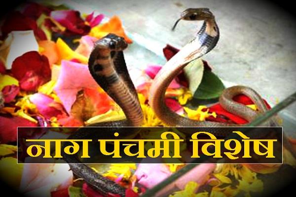 नाग पंचमी: पौराणिक कथा के साथ जानें इतिहास - nag panchami learn history ...