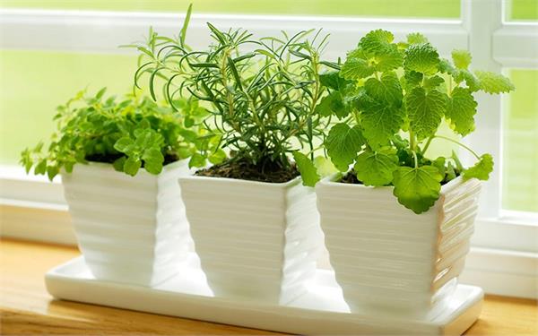 हवा को शुद्ध करने के लिए घर में लगाएं ये नैचुरल प्‍यूरीफायर पौधें - for ...