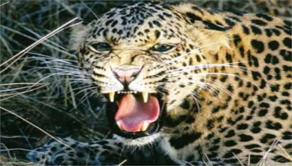 देहरादून: दहशत फैलाने को फिर आया गुलदार! - guldar seen again in raipur ...