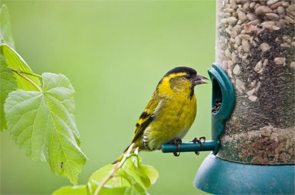 Bird Feeders ऐसे रखें साफ, पक्षी रहेंगे सुरक्षित - how-to-clean-bird ...