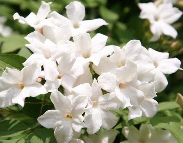 सिर्फ देखने में खूबसूरत ही नहीं सेहत के लिए भी फायदेमंद है ये फूल ...