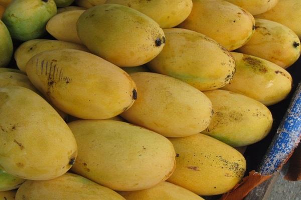 दशहरी आम ने दी बाजार में दस्तक, कीमतों में तेजी - dussehri mangoes in ...
