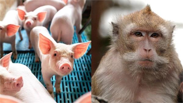 चीन का नया कारनामाः बंदर-सूअर को मिलाकर बना दी नई प्रजाति, दुनिया हैरान ...