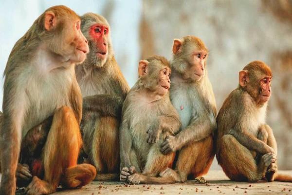 दिल्ली में कितने बंदर? पहली बार होगी जनगणना - how many monkeys in delhi ...