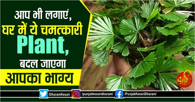 आप भी लगाएं, घर में ये चमत्कारी Plant, बदल जाएगा आपका भाग्य - benefits ...