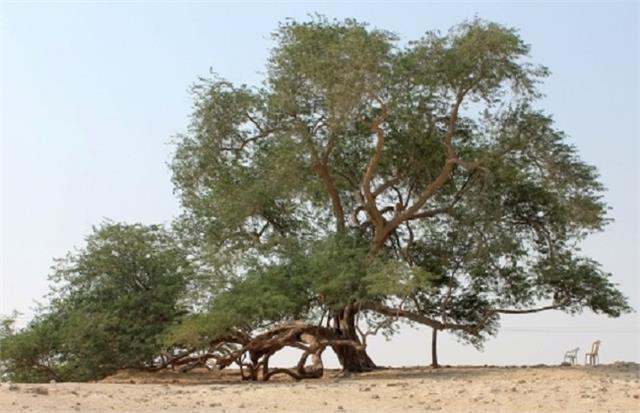 'शमी’ के पेड़ का है बड़ा ज्योतिष और औषधीय महत्व, इस दिन पूजा करने से ...