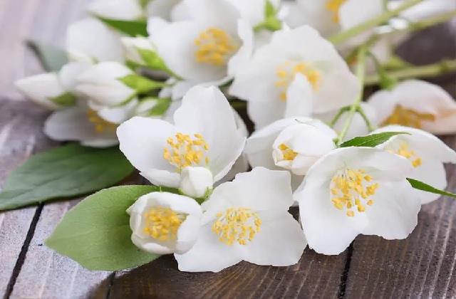 कुंडली में शुक्र मजबूत करेगी चमेली, ये 5 उपाय चमकाएंगे किस्मत - jasmine ...